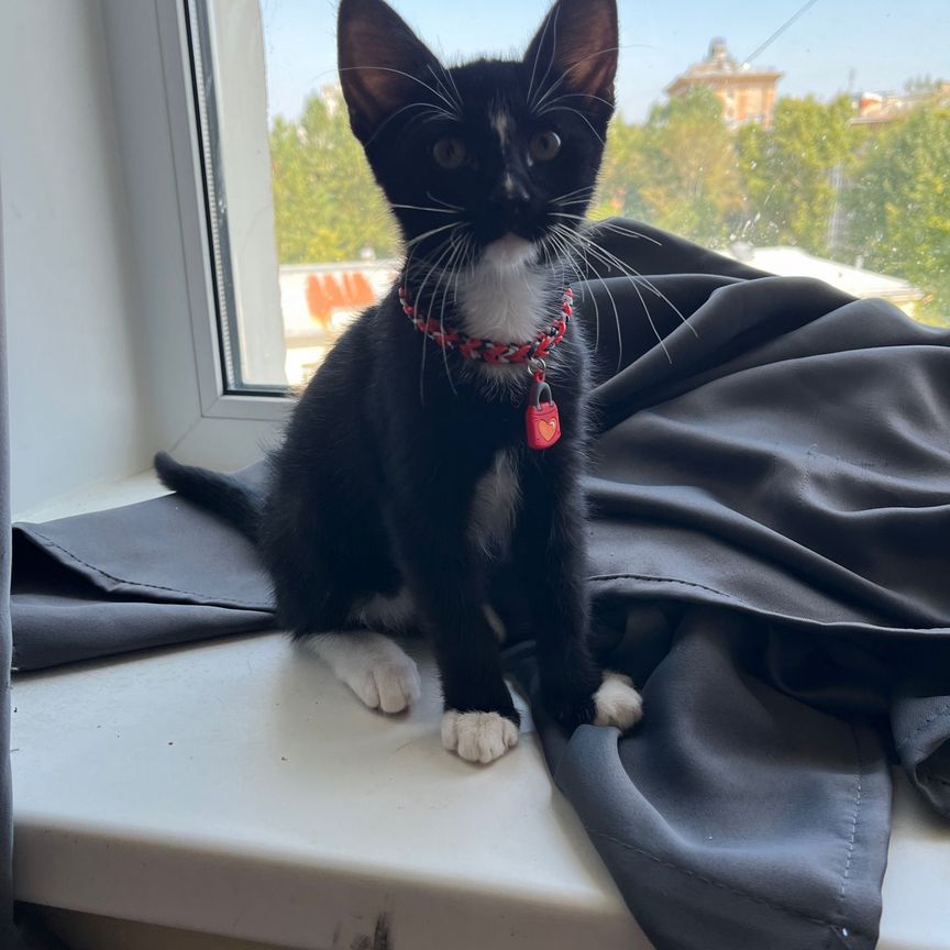 Котёнок в добрые руки