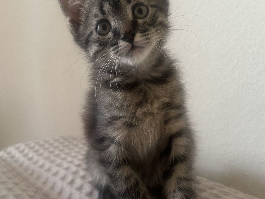 Котенок-полосатик ищет дом