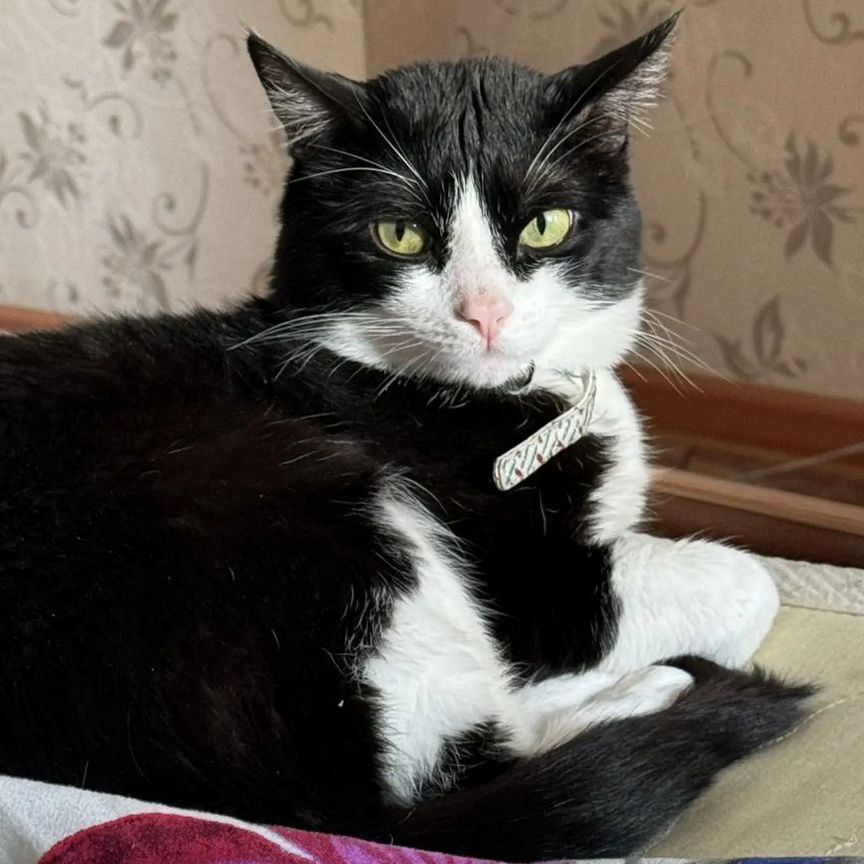 Взрослый кот в добрые руки