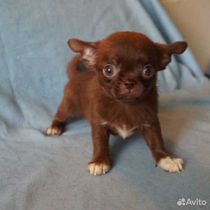 Шоколадочка