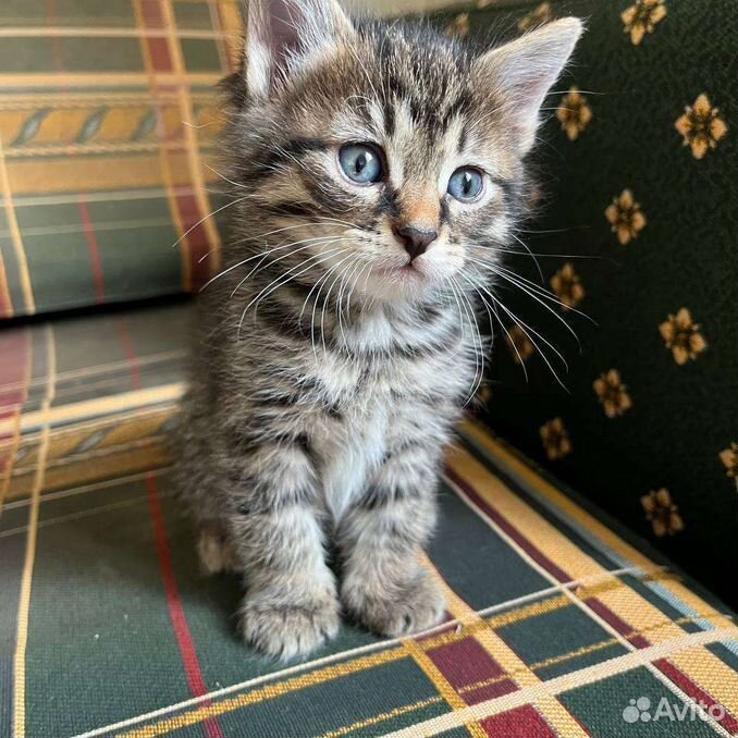 Котенок 1,5мес в дар