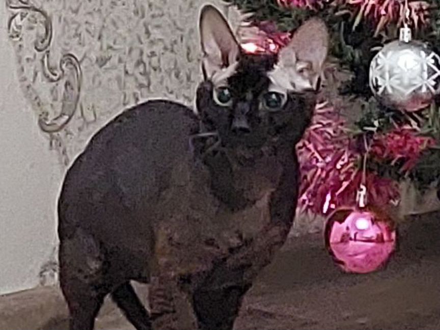 В добрые руки кот,корниш-рекс