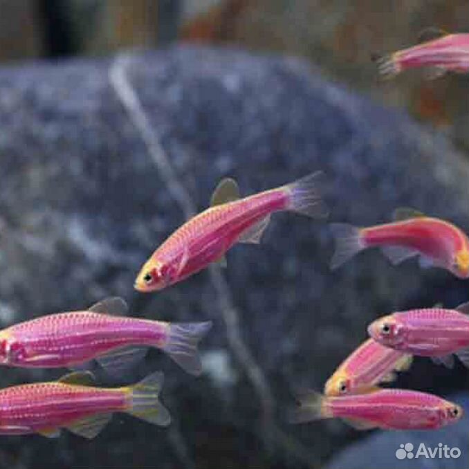 Данио (GloFish) Пурпурный светящийся (арт 2736)
