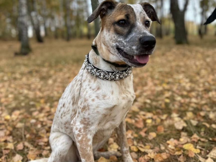 Славная молодая собака ищет дом