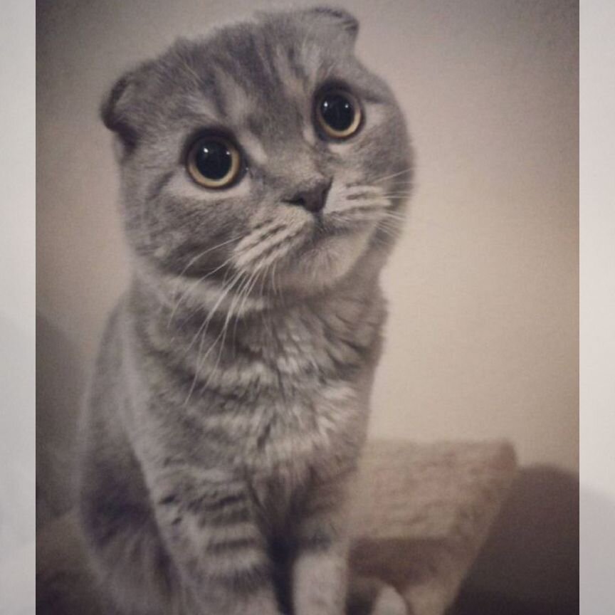 Отдам в добрые руки кошку