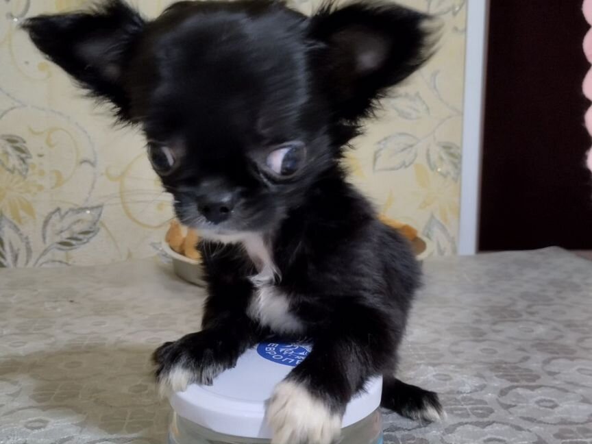 Чихуахуа девочка микро