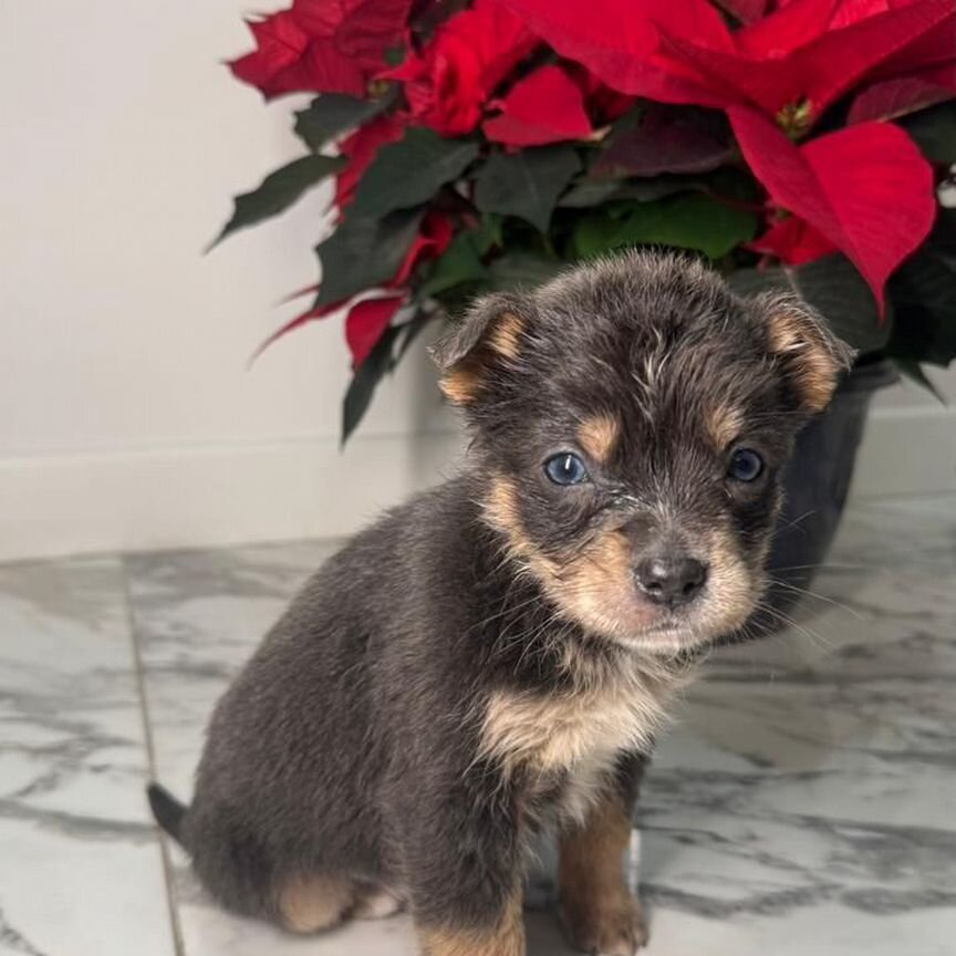 Щенки мелкой породы