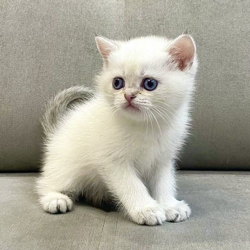 Шотландский прямоухий короткошёрстный котёнок