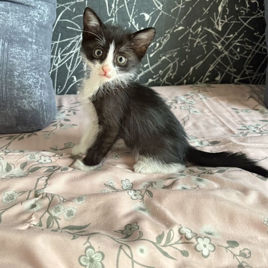 Котёнок в добрые руки