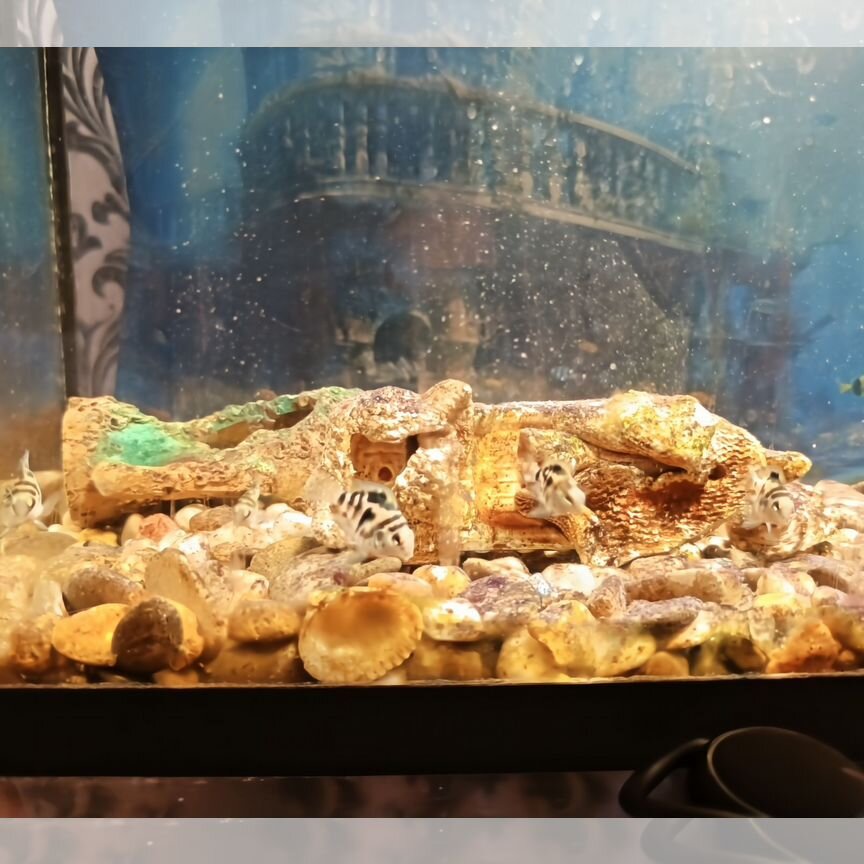 Мальки попугай сапфировый