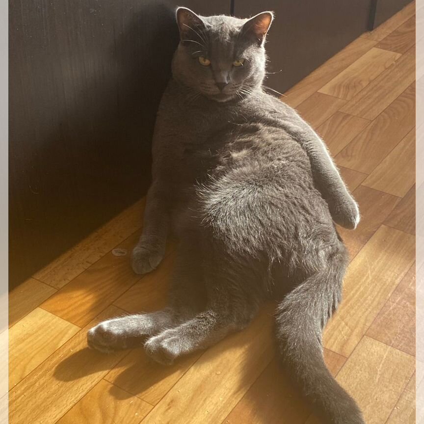 Русский голубой, взрослый кот