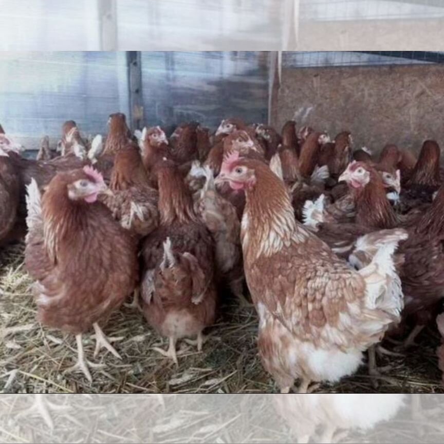 Куры несушки