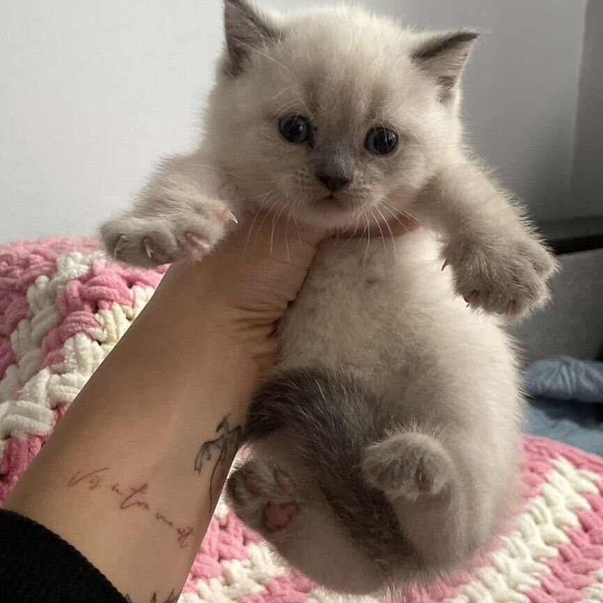 Британские котята