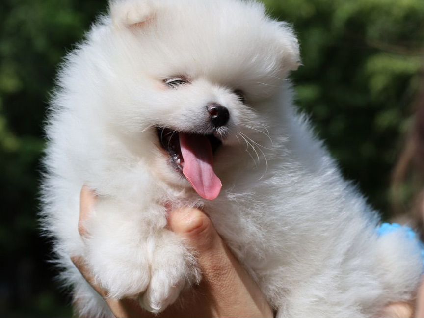 Померанский шпиц медвежьего типа мальчик