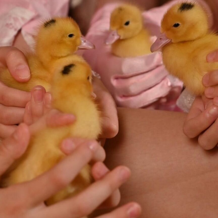 Утята муларды