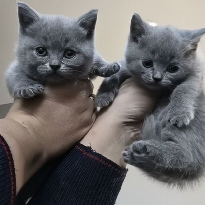 Британский короткошёрстный котёнок