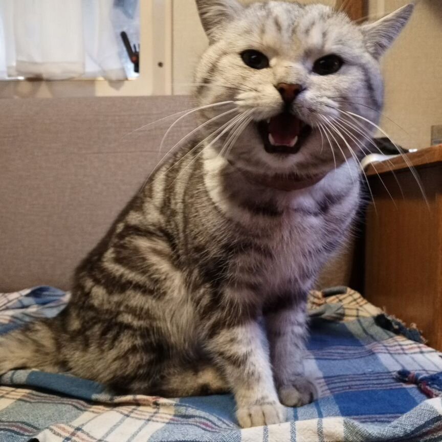 Британский короткошёрстный, взрослый кот