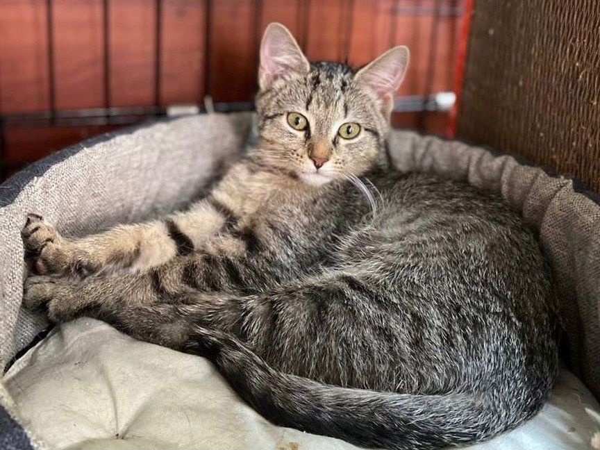 Добрая кошечка Ёжа ищет дом