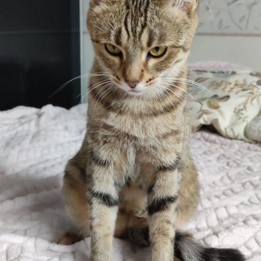 Кошки, Саванна ф5