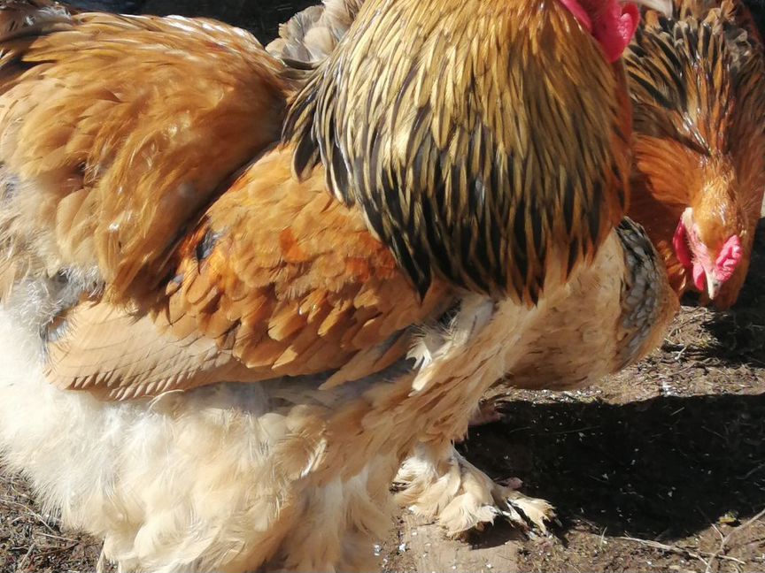 Инкубационное яйцо