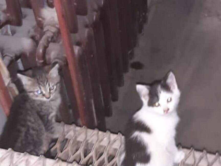 Котята в добрые руки