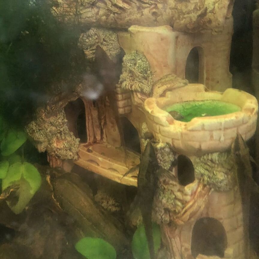 Стурисома панамская