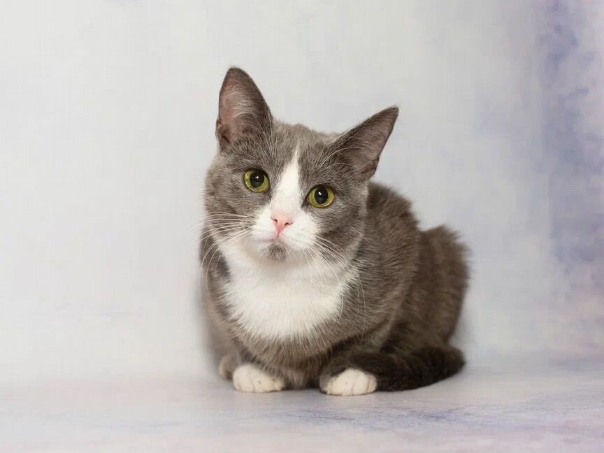 Кошка в добрые руки