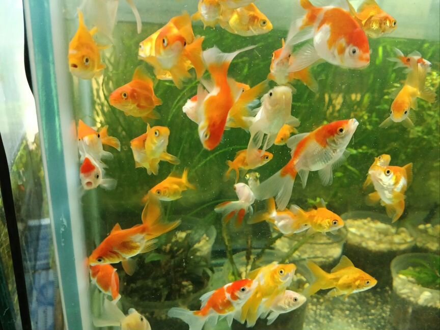 Аквариуиная рыбка Золотая телескоп