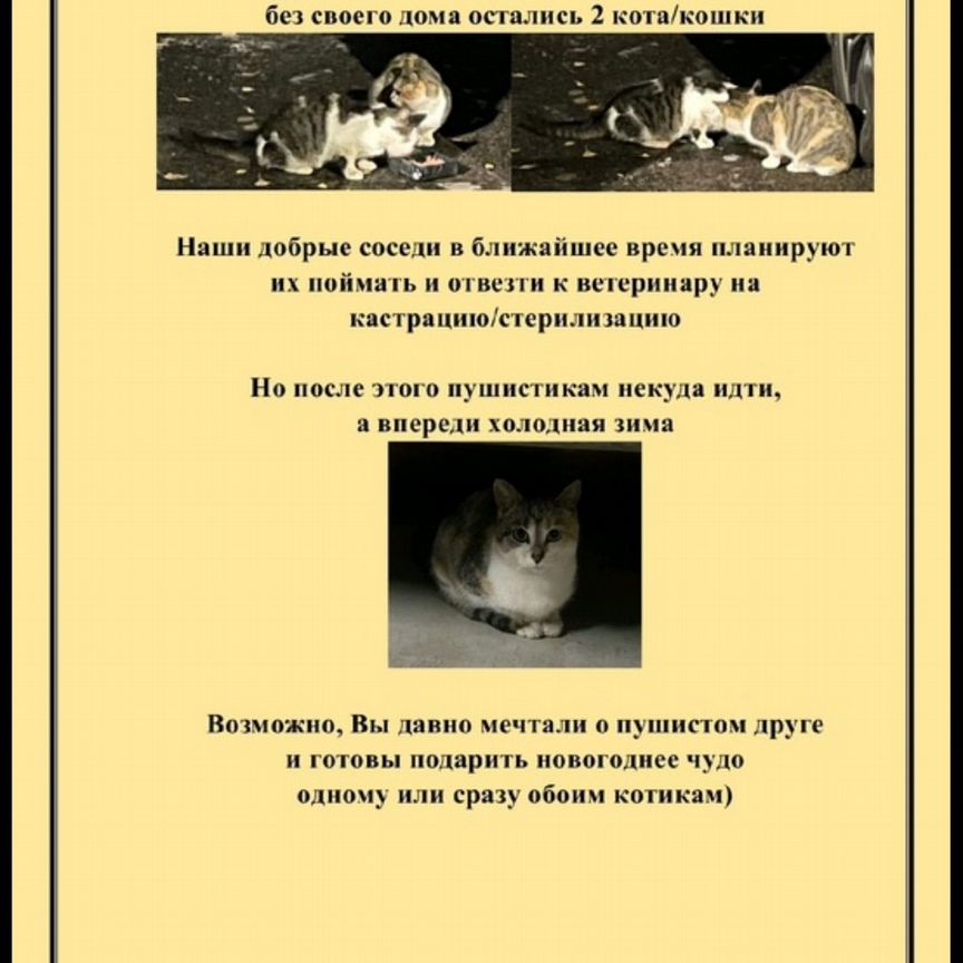 Кошки в добрые руки