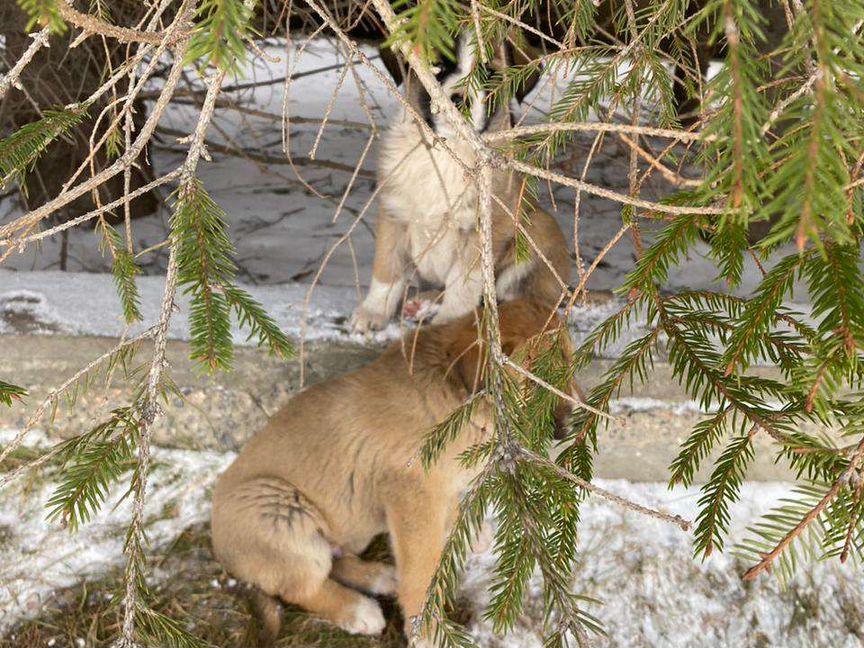 Щенки сиротки ищут дом