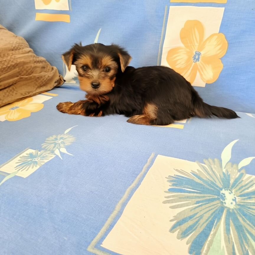 Йоркширский терьер, щенок