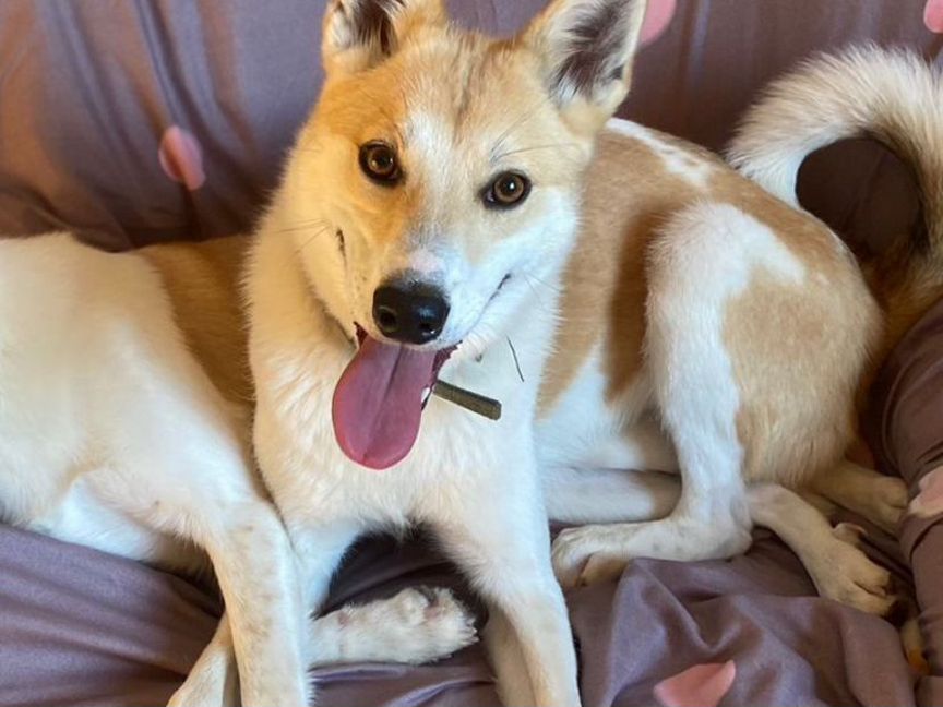 Собака Грета