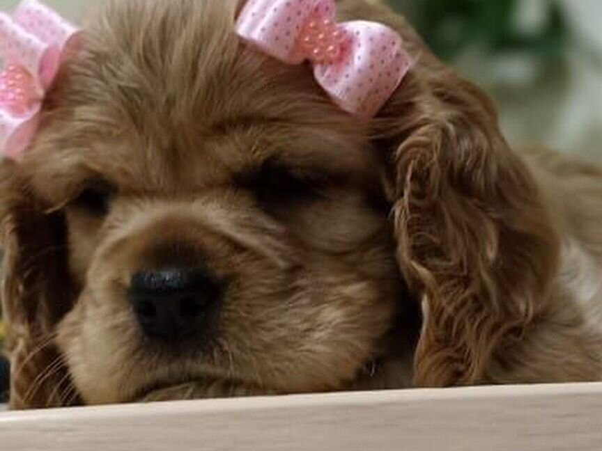 Кокер спаниель