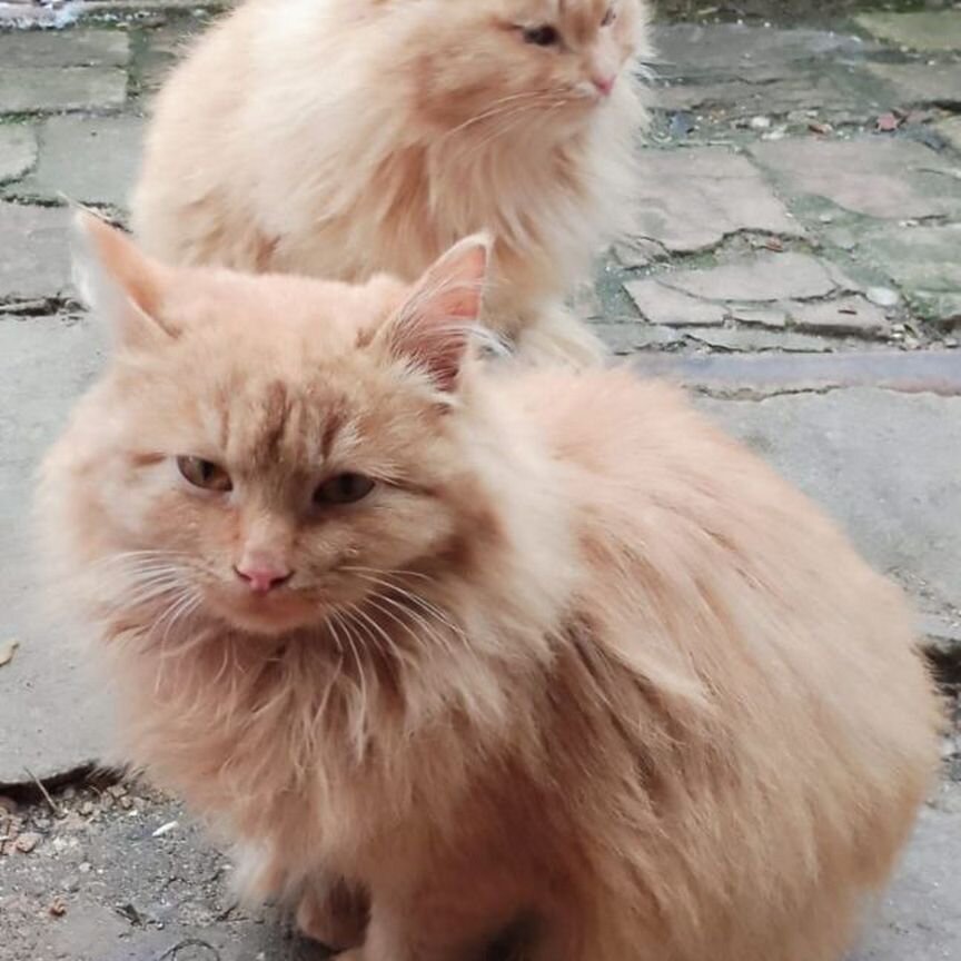 Котики, приблизительно 6 мес