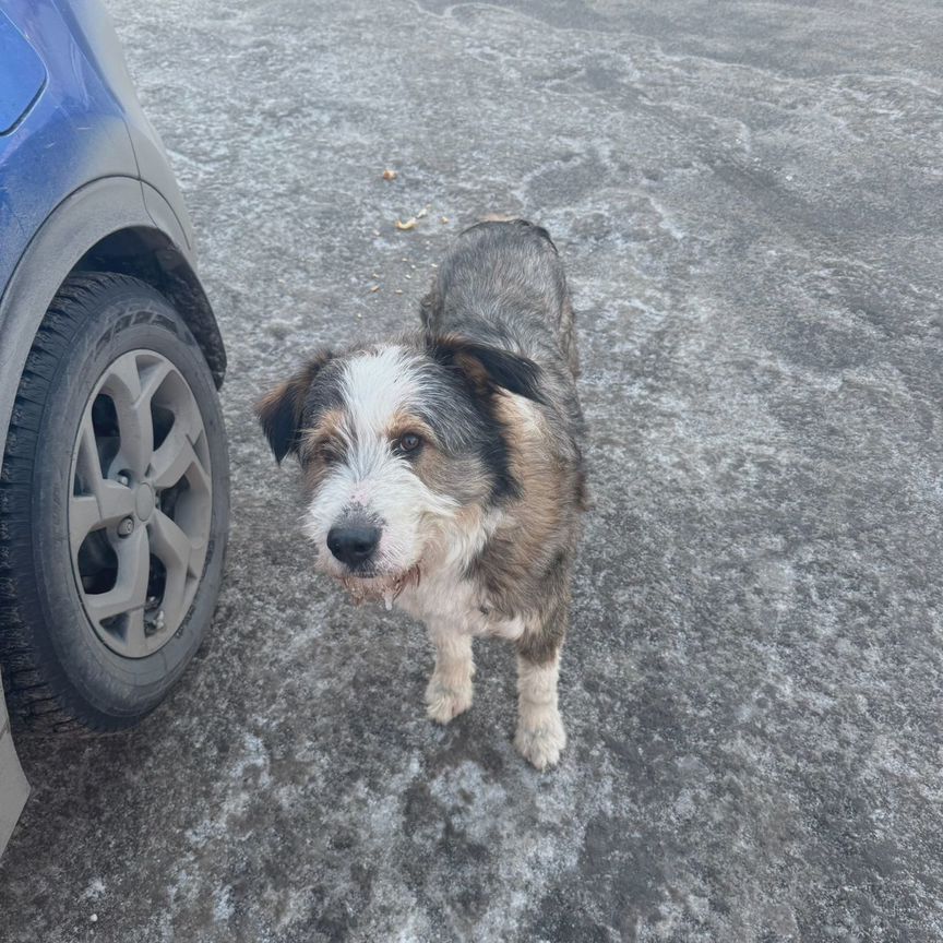 Крутой пёс Кеша