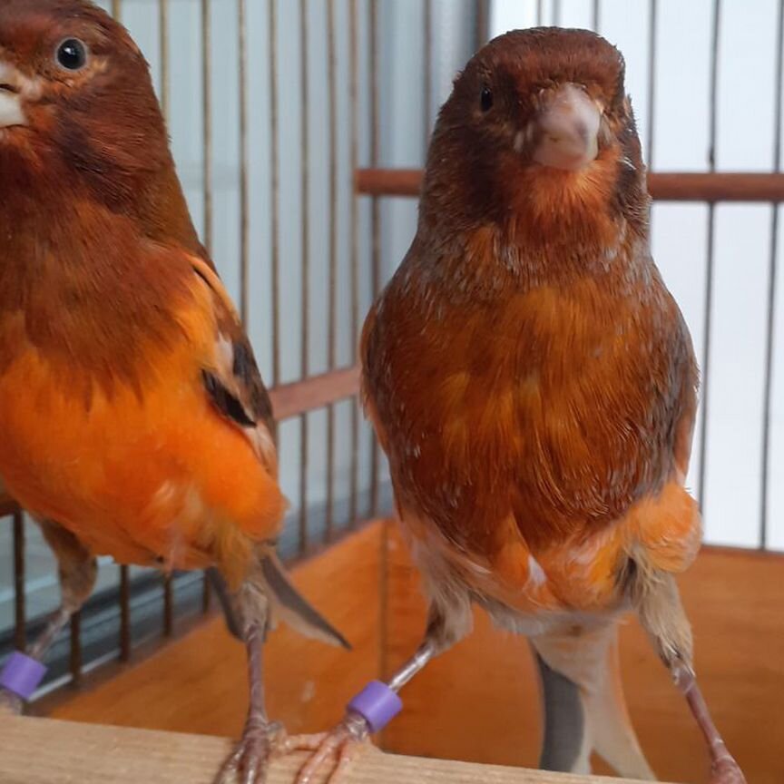 Цветные Канарейки от Заводчика