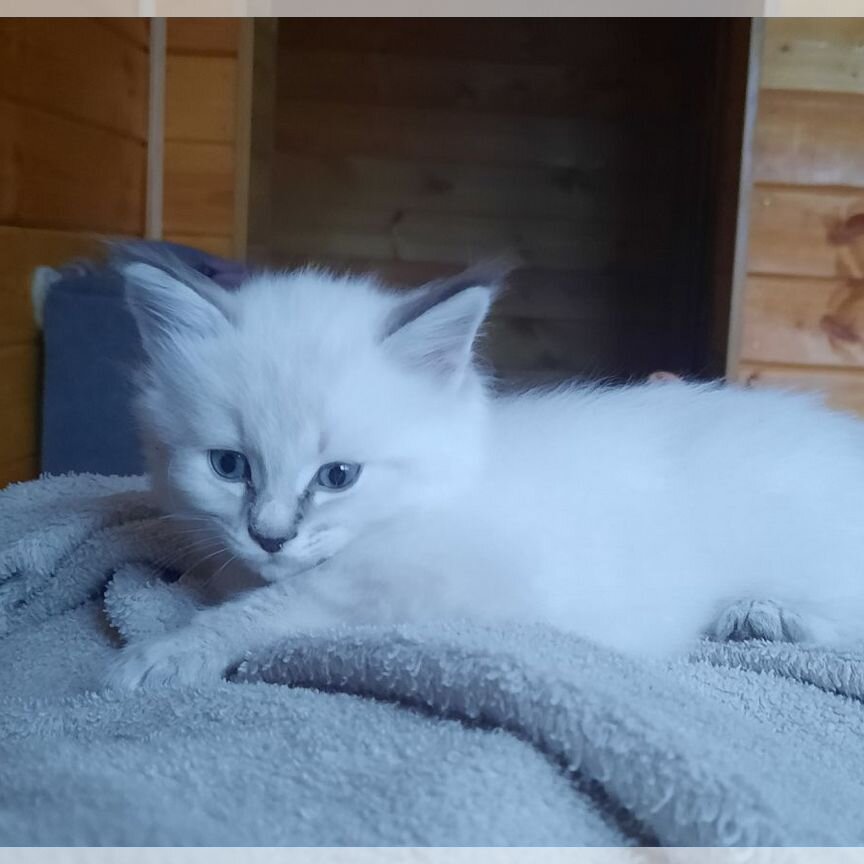 Невский маскарадный котёнок