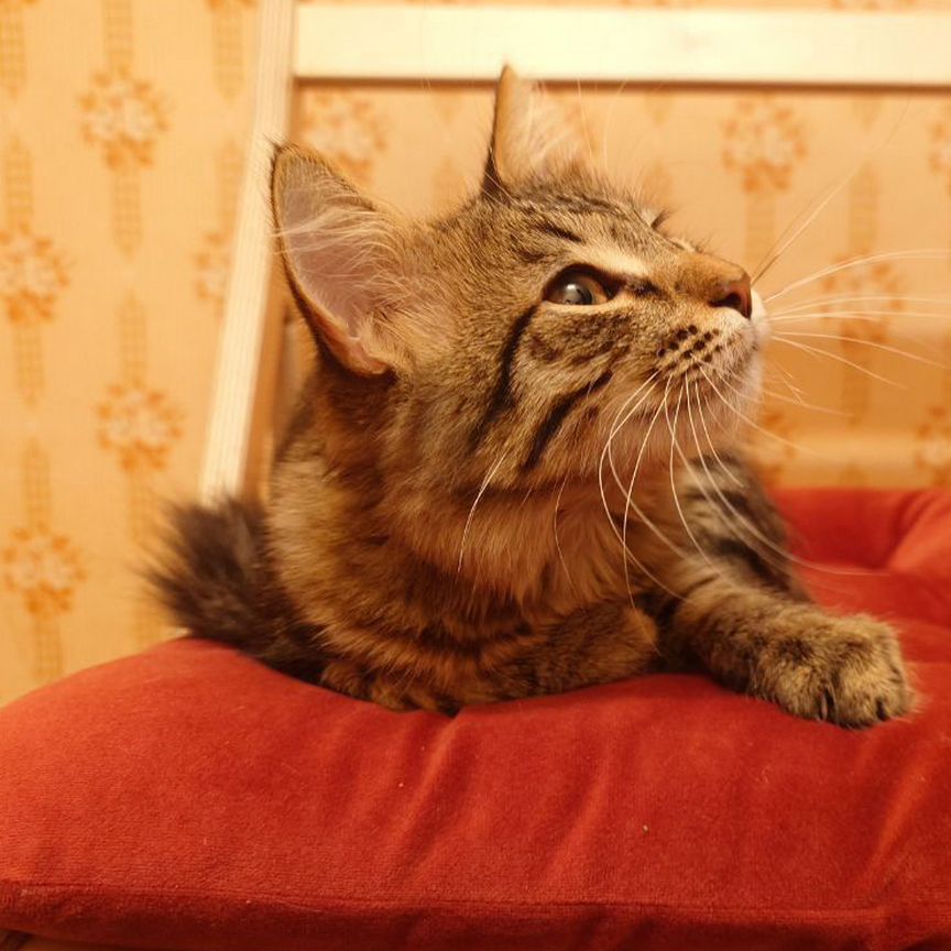 Отдам котенка