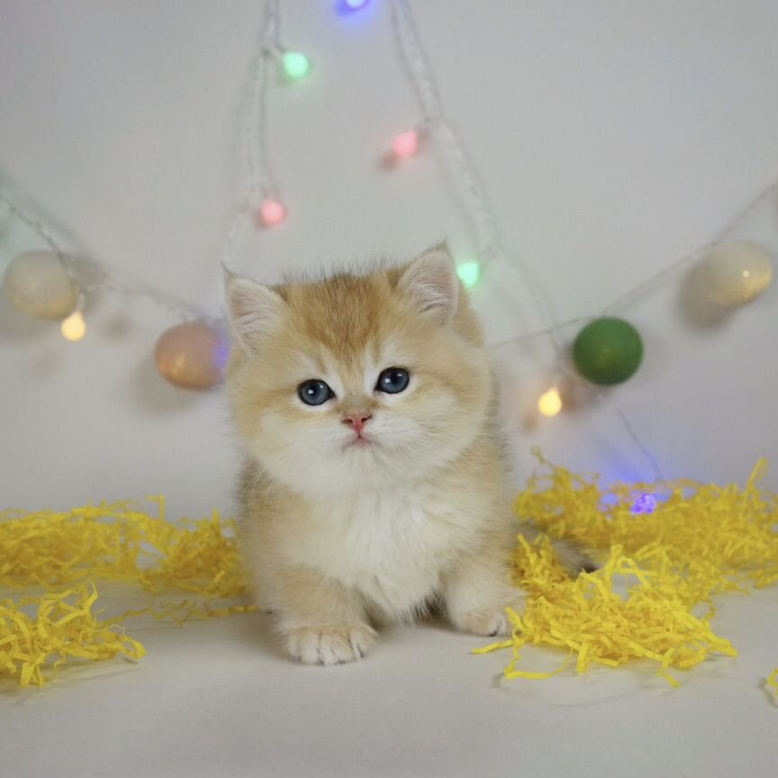 Котенок британская золотая шиншилла