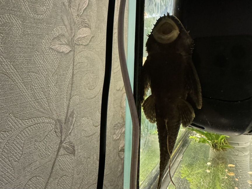 Аквариумные рыбки