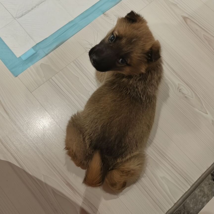 Щенок в добрые руки