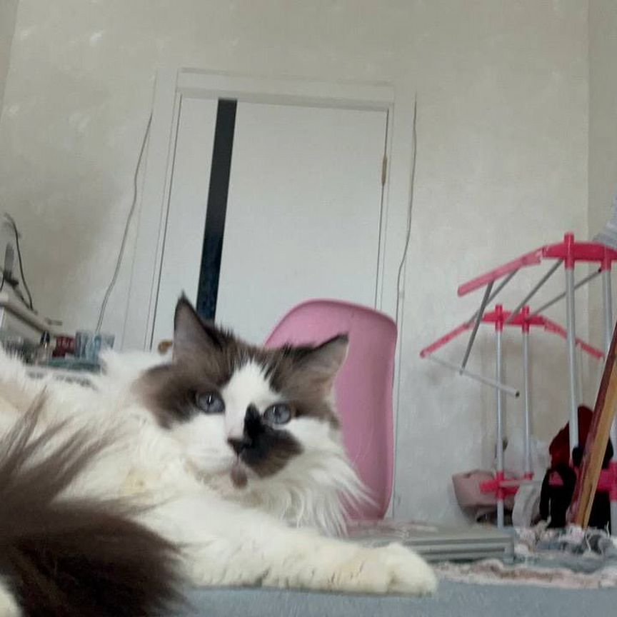 Черно белая кошка