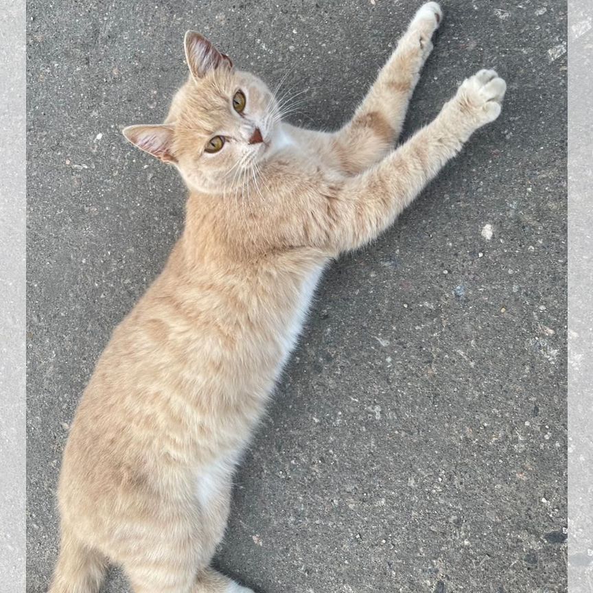 Ласковая персиковая кошечка в дар