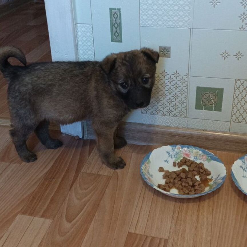 Щенок в добрые руки