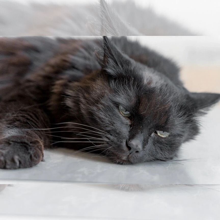 Взрослый кот в добрые руки