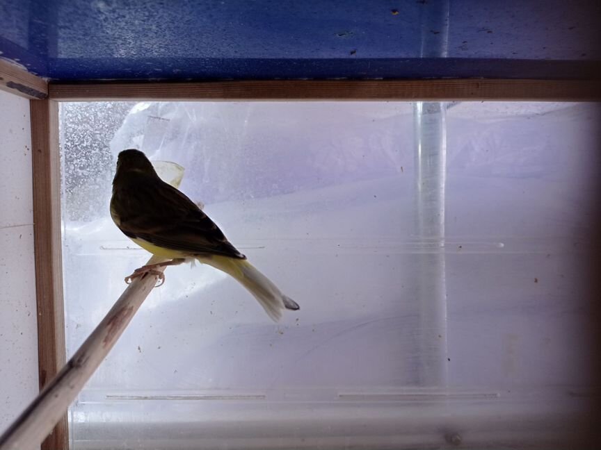 Кенара и канарейки