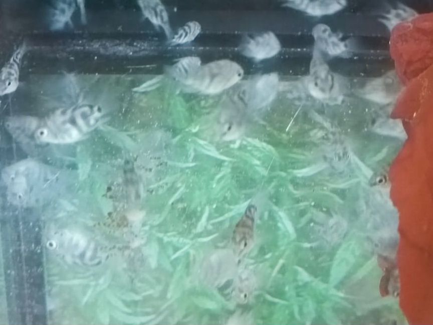 Малек голубой панды