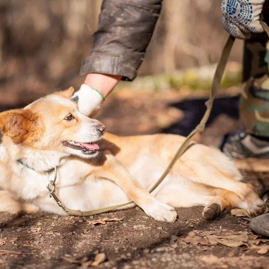 Собака девочка Шкипер в добрые руки