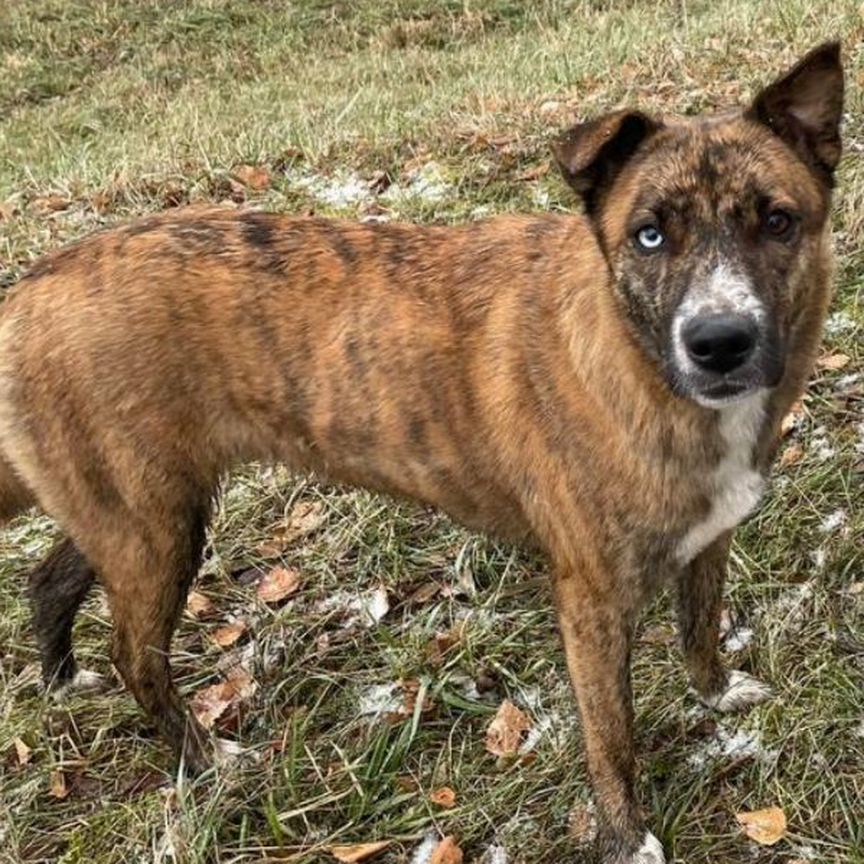 Взрослая собака в добрые руки