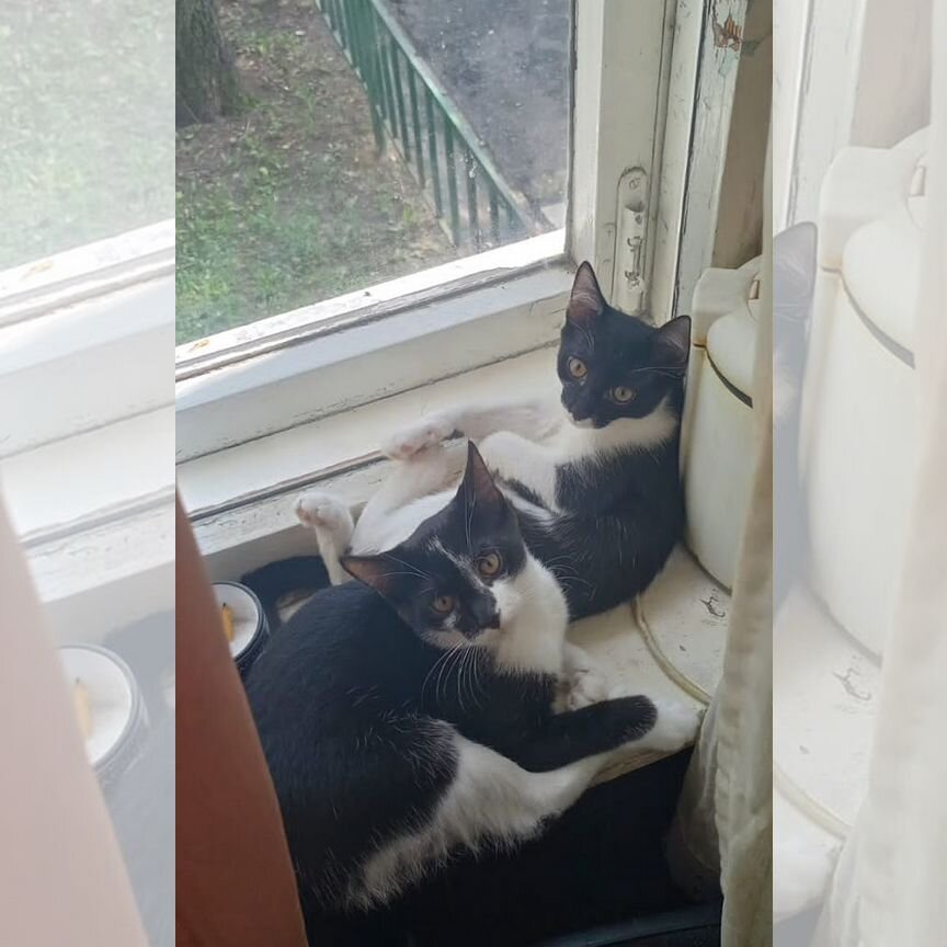 Котята (два брата акробата) в добрые руки